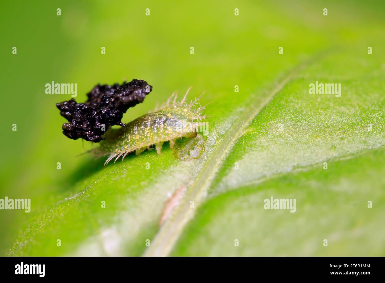 Hispidae insects larvae on plant in the wild Stock Photo - Alamy