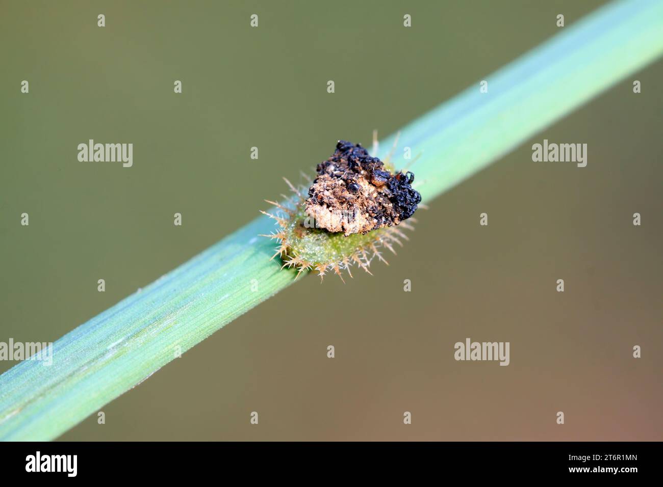 Hispidae insects larvae on plant in the wild Stock Photo - Alamy