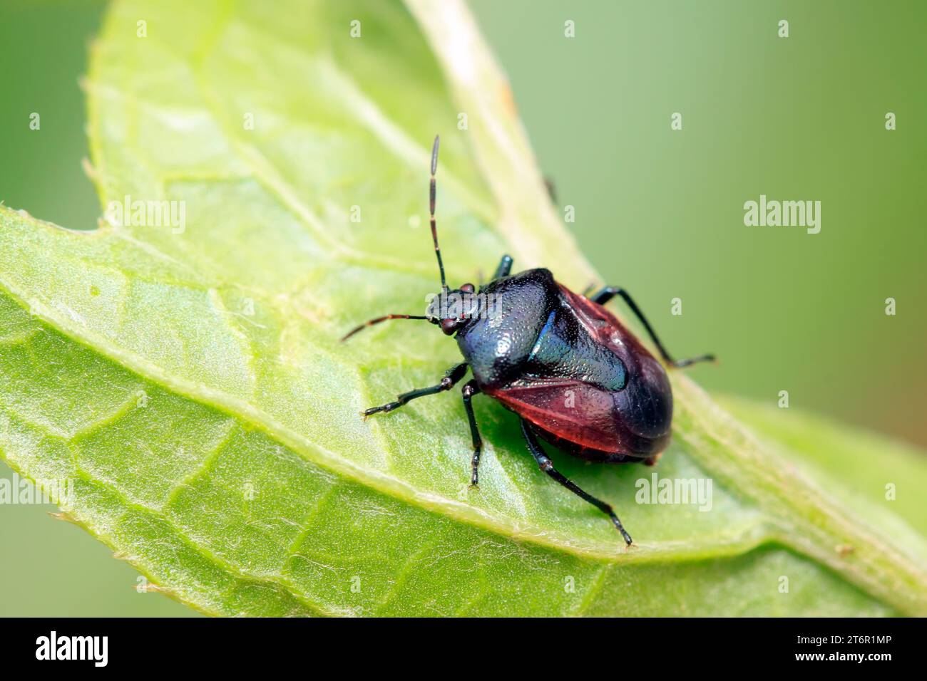 Zicrona caerulea on plant in the wild Stock Photo - Alamy
