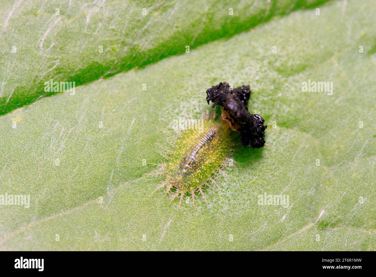 Hispidae insects larvae on plant in the wild Stock Photo - Alamy
