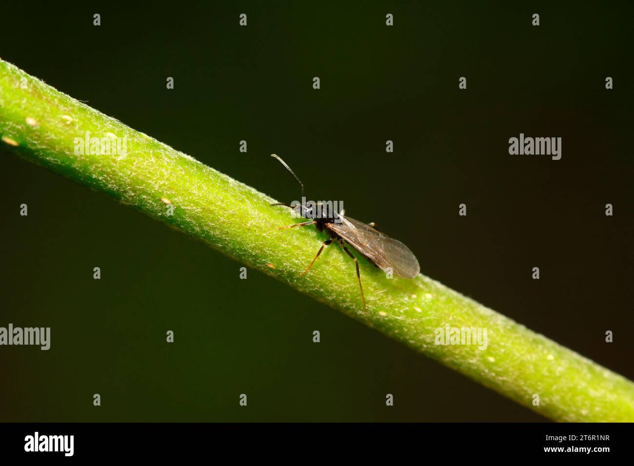 Winged ants on plant in the wild Stock Photo - Alamy