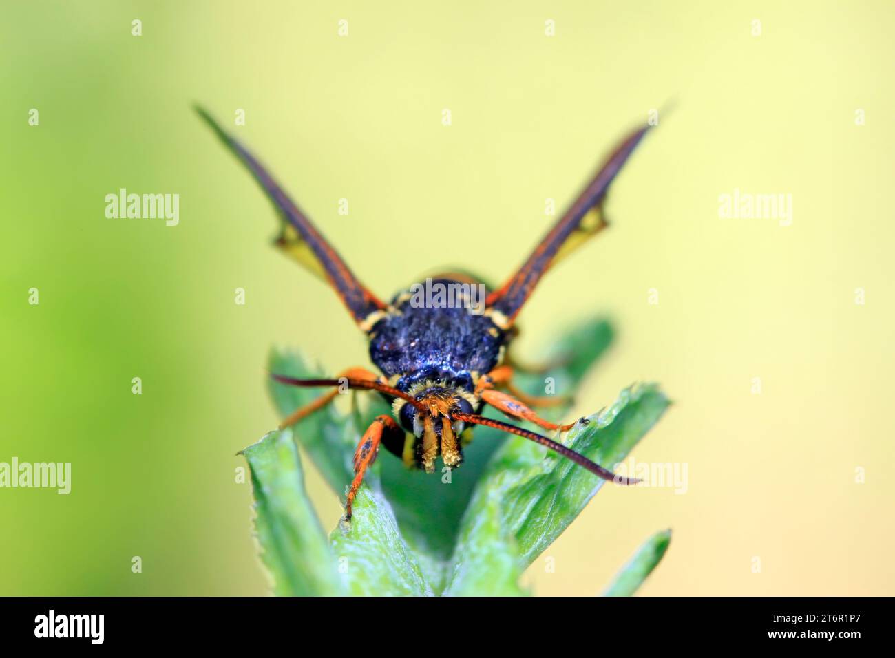 Aegeriidae insects on plant in the wild Stock Photo - Alamy