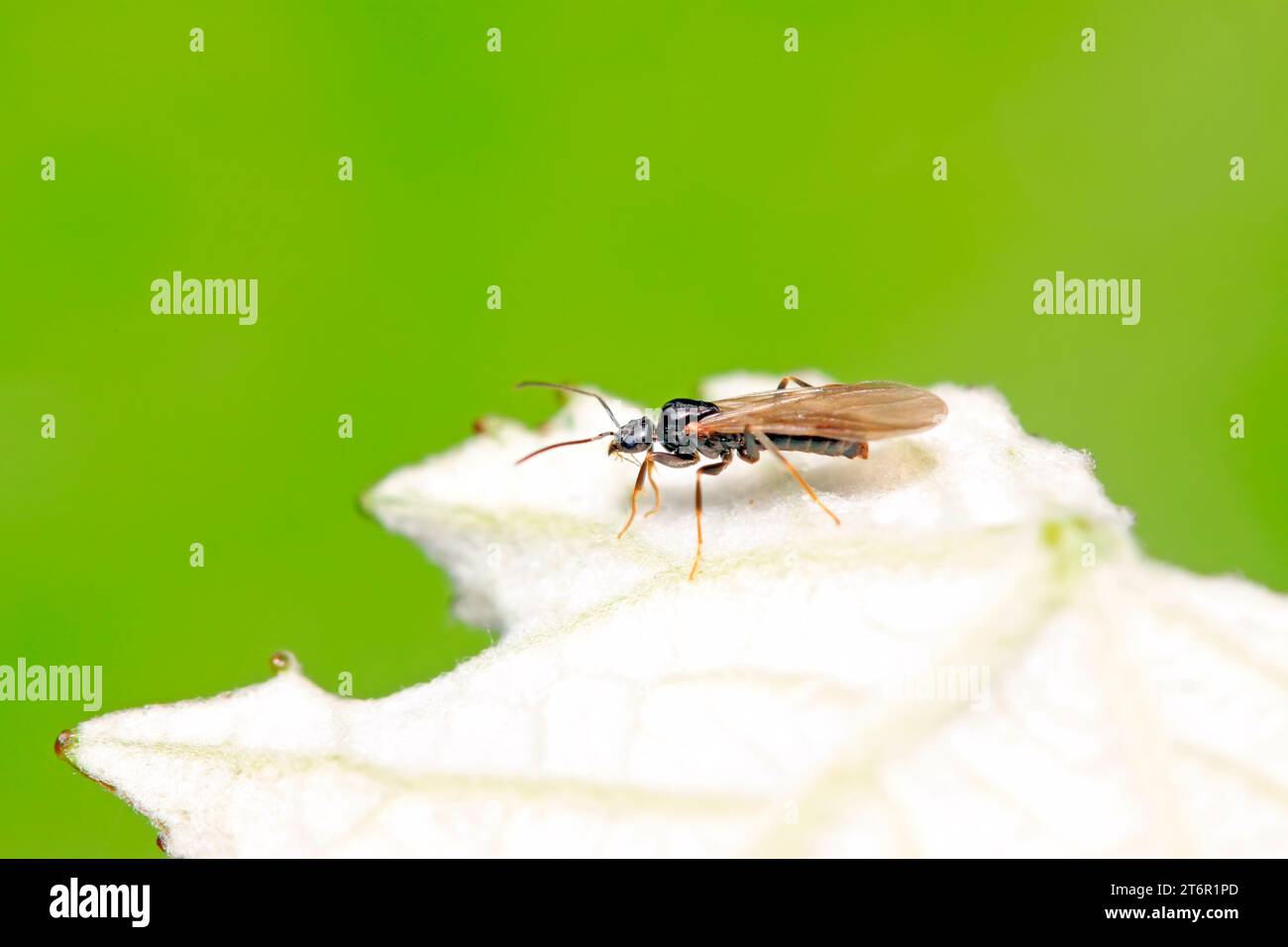 Winged ants on plant in the wild Stock Photo - Alamy