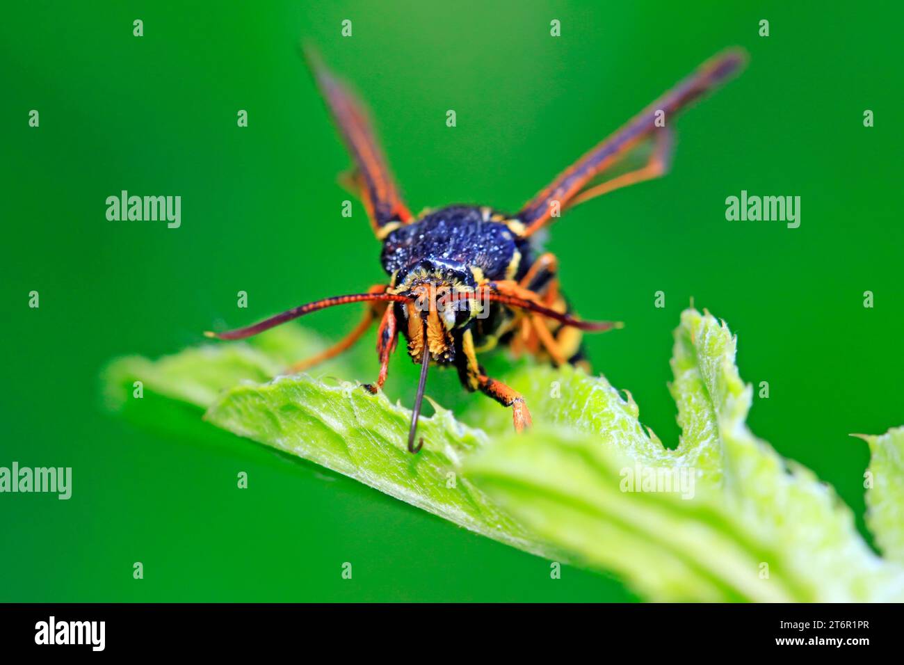 Aegeriidae insects on plant in the wild Stock Photo - Alamy