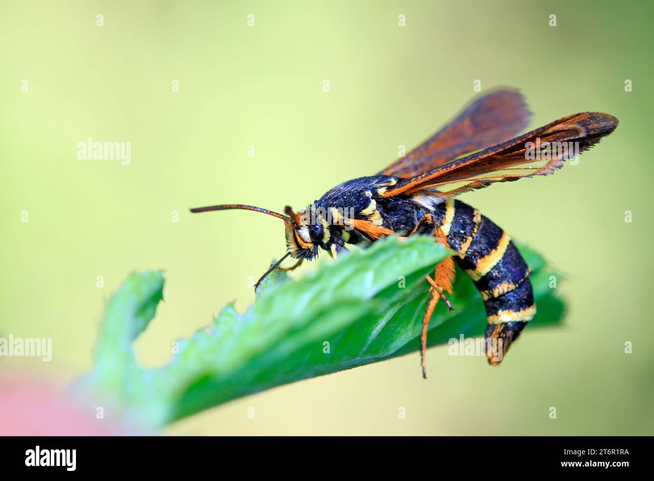 Aegeriidae insects on plant in the wild Stock Photo - Alamy