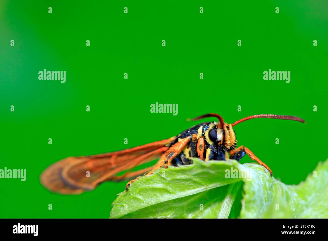 Aegeriidae insects on plant in the wild Stock Photo - Alamy