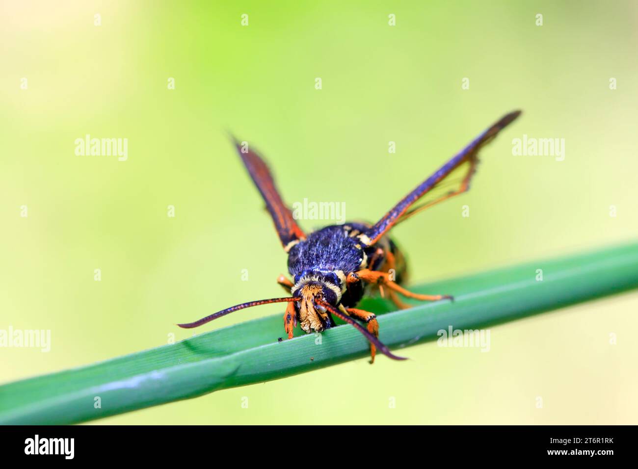 Aegeriidae insects on plant in the wild Stock Photo - Alamy