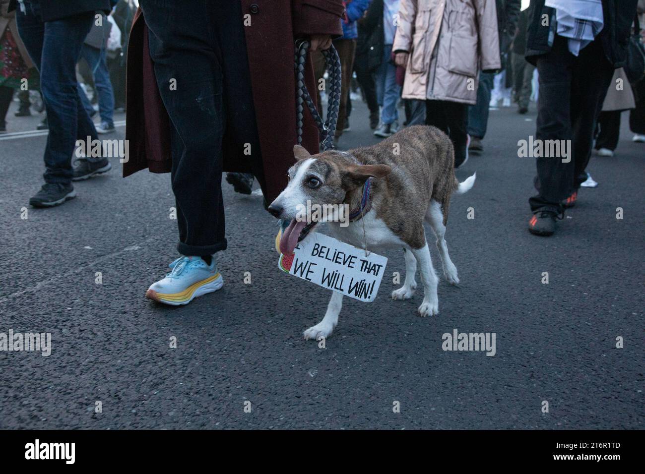 London, UK. 11 Nov 2023. A dog wears a placard as hundreds of thousands ...