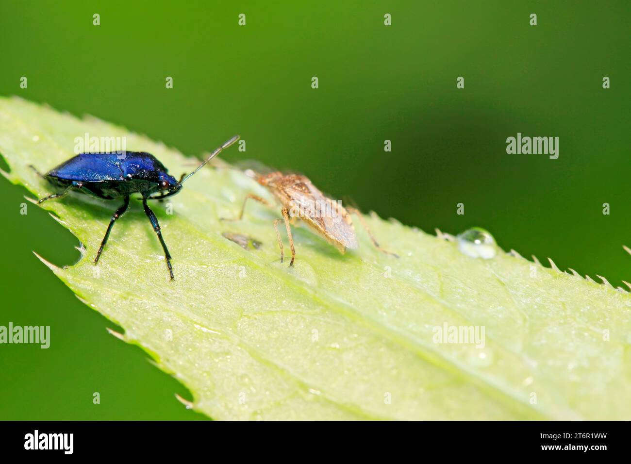 Zicrona caerulea hi-res stock photography and images - Alamy