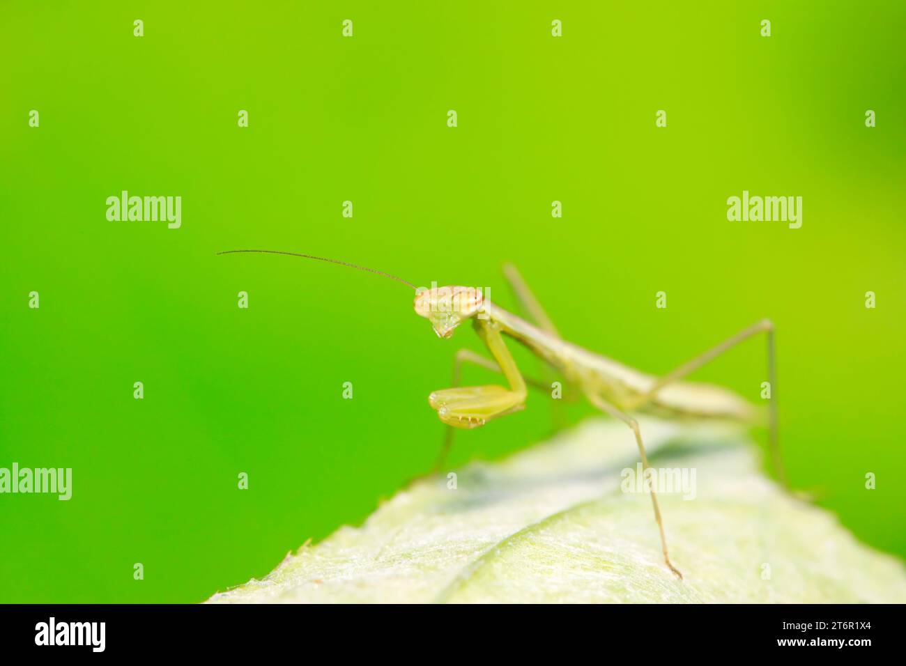 Mantis larvae on plant hi-res stock photography and images - Alamy