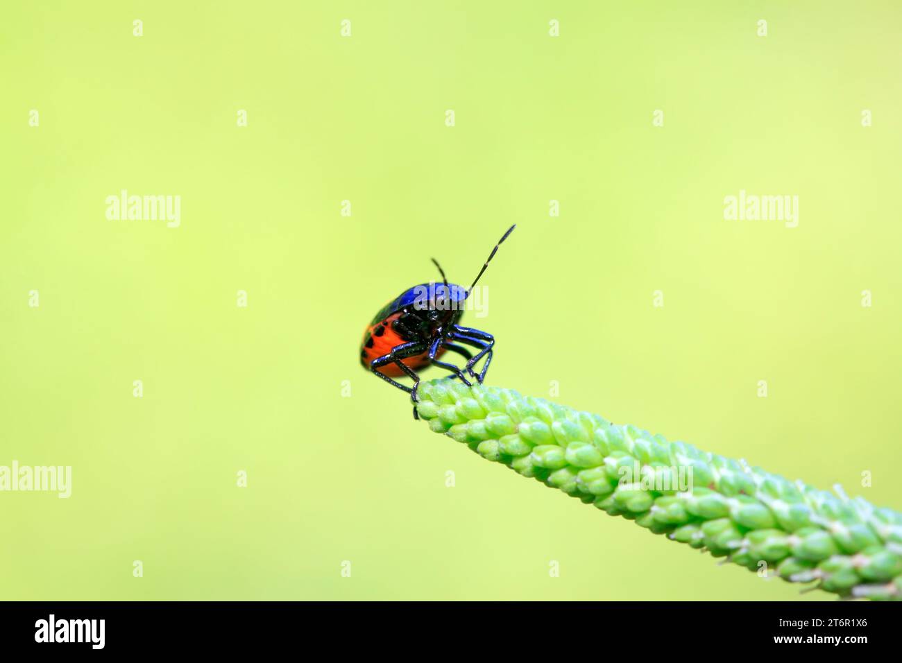 Zicrona caerulea on plant in the wild Stock Photo - Alamy