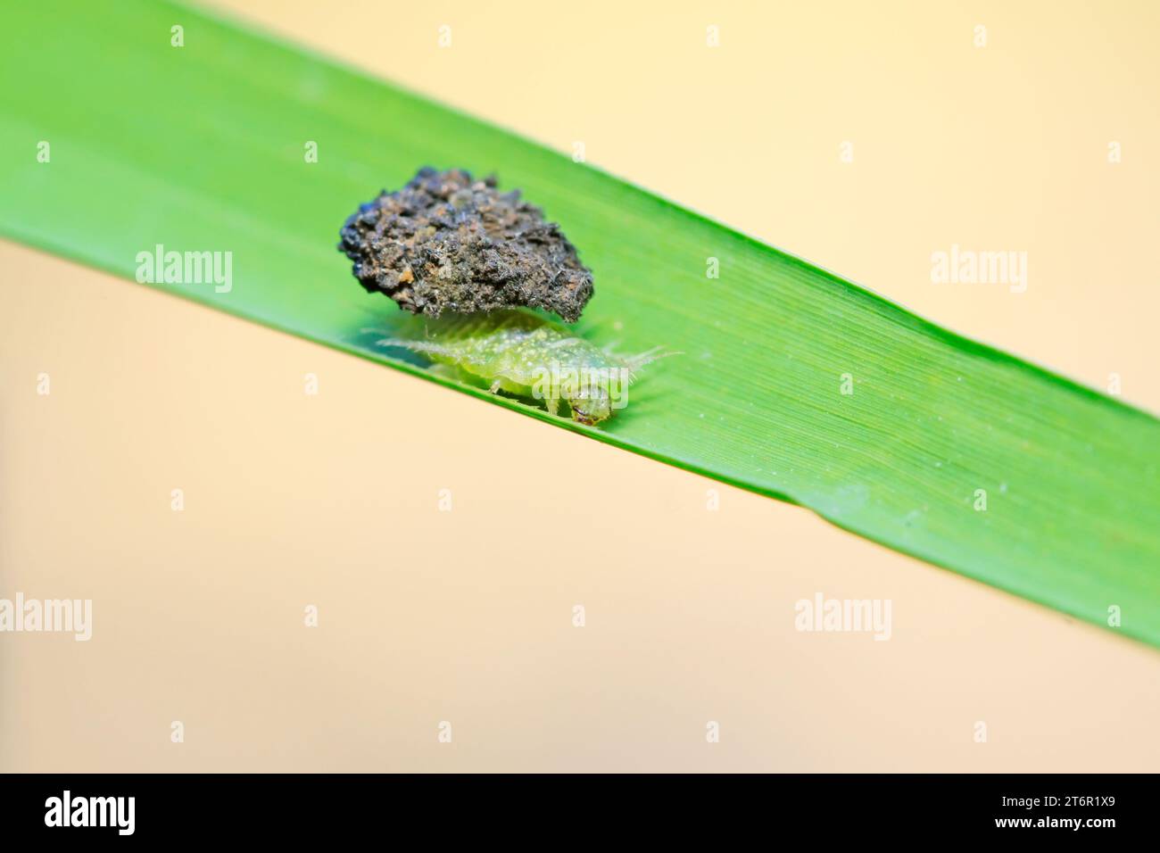 Hispidae insects larvae on plant in the wild Stock Photo - Alamy