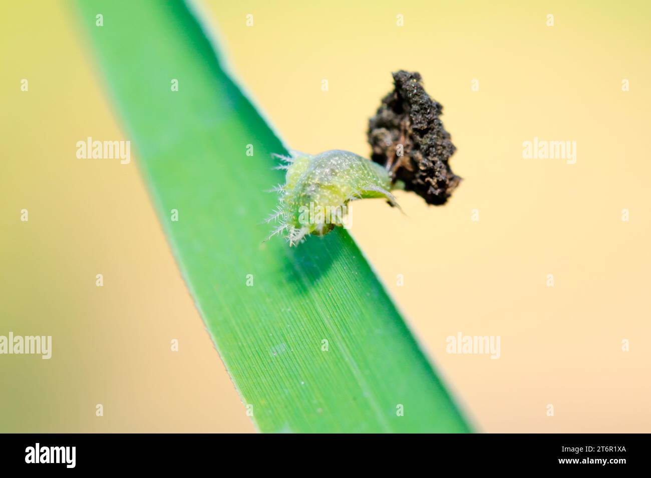 Hispidae insects larvae on plant in the wild Stock Photo - Alamy