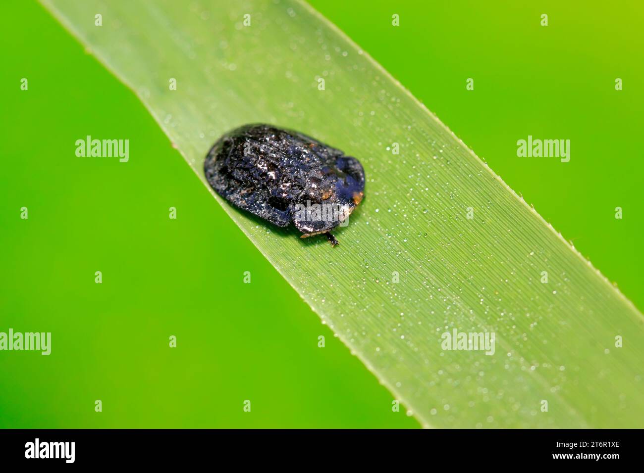 Hispidae insects on plant in the wild Stock Photo - Alamy