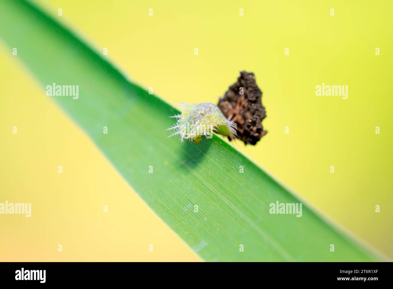 Hispidae insects larvae on plant in the wild Stock Photo - Alamy