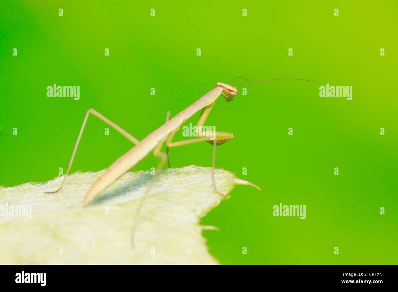 Mantis larvae on plant in the wild Stock Photo - Alamy