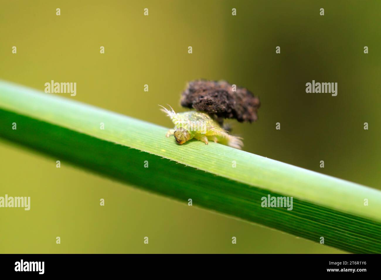 Hispidae insects larvae on plant in the wild Stock Photo - Alamy