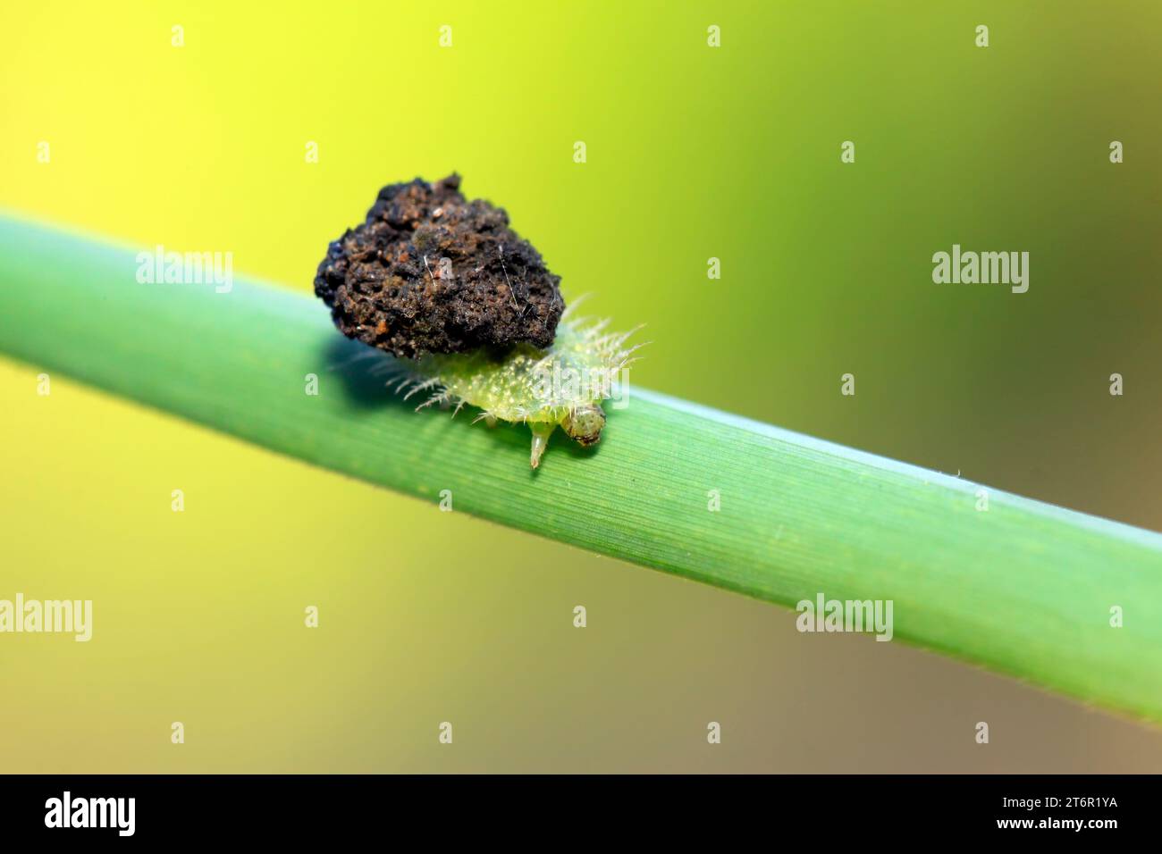 Hispidae insects larvae on plant in the wild Stock Photo - Alamy