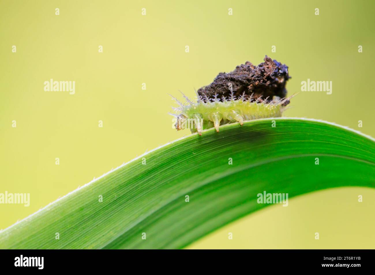 Hispidae insects larvae on plant in the wild Stock Photo - Alamy