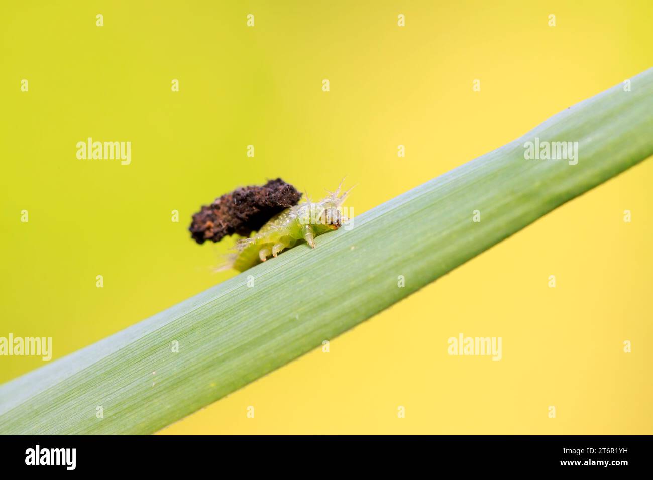 Hispidae insects larvae on plant in the wild Stock Photo - Alamy