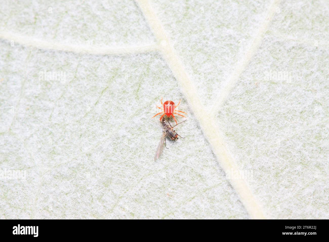 red mite on plant in the wild Stock Photo - Alamy