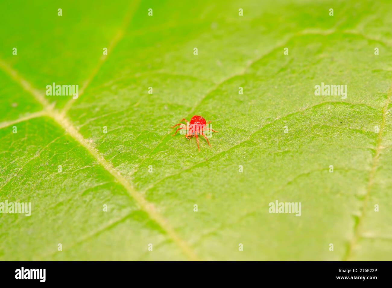 red mite on plant in the wild Stock Photo - Alamy