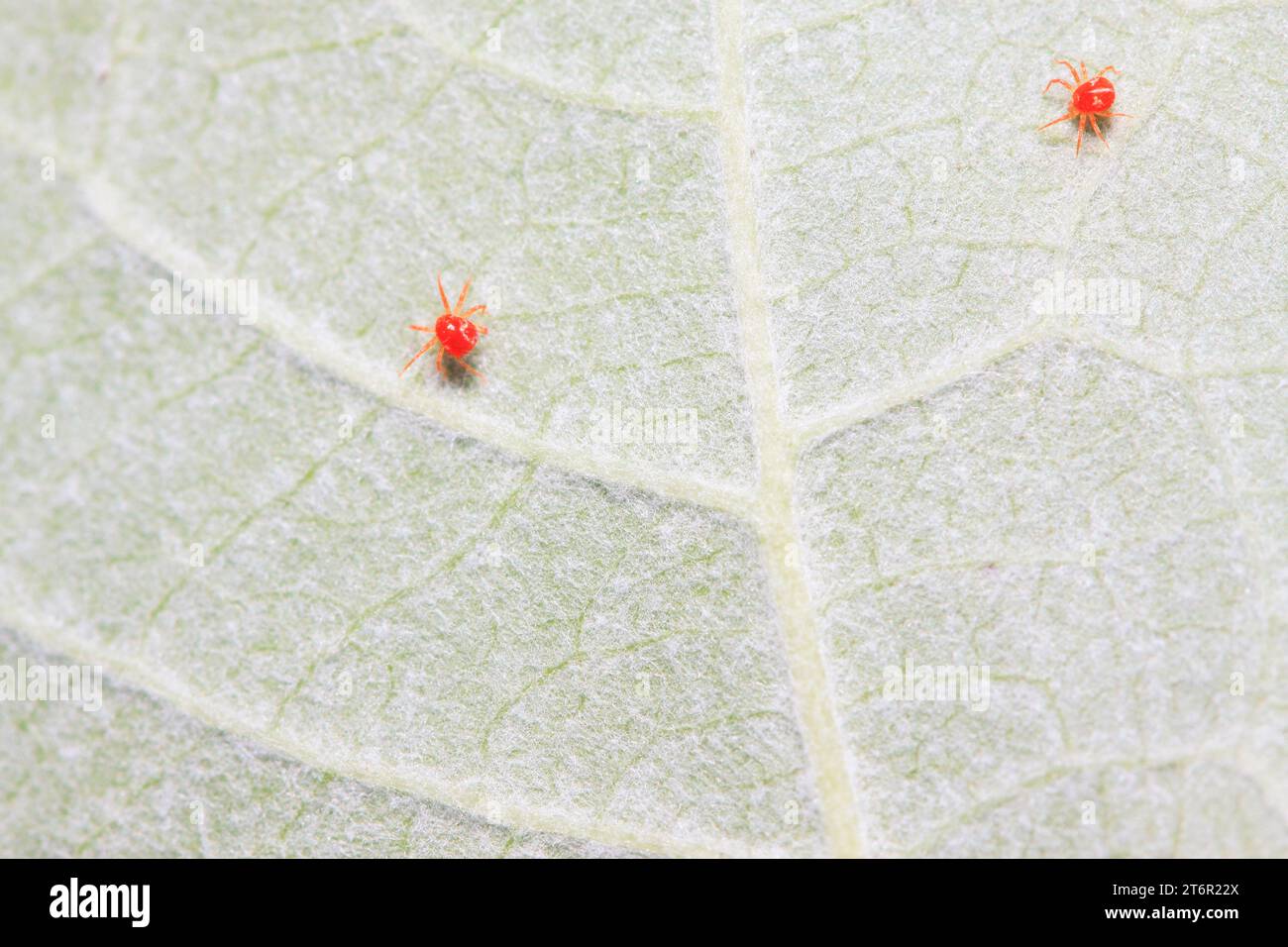 red mite on plant in the wild Stock Photo - Alamy