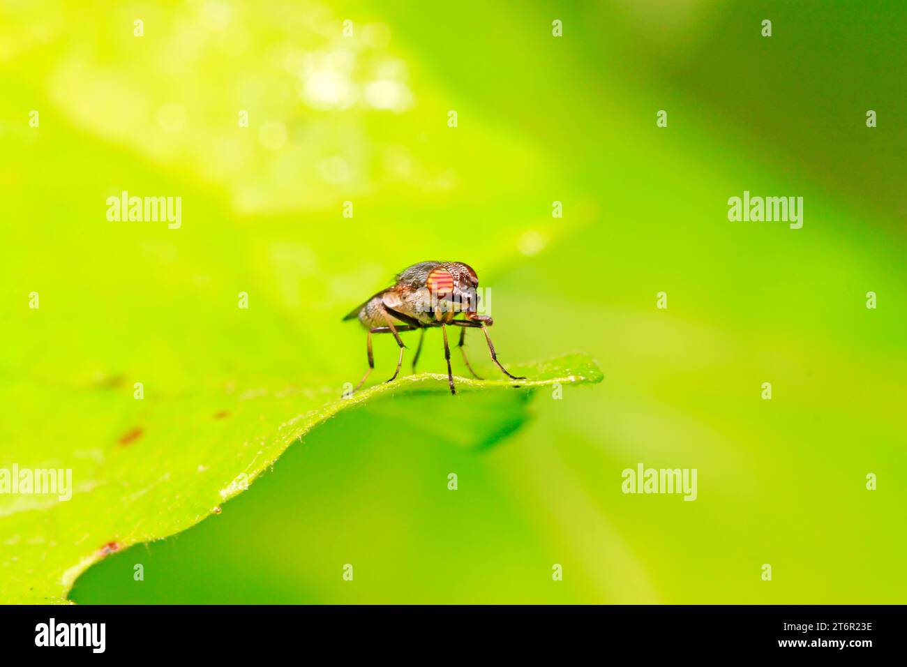 Stomorhina obsoleta on green plant Stock Photo - Alamy