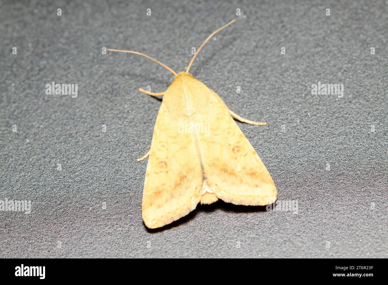 Moth insects on plant in the wild Stock Photo - Alamy