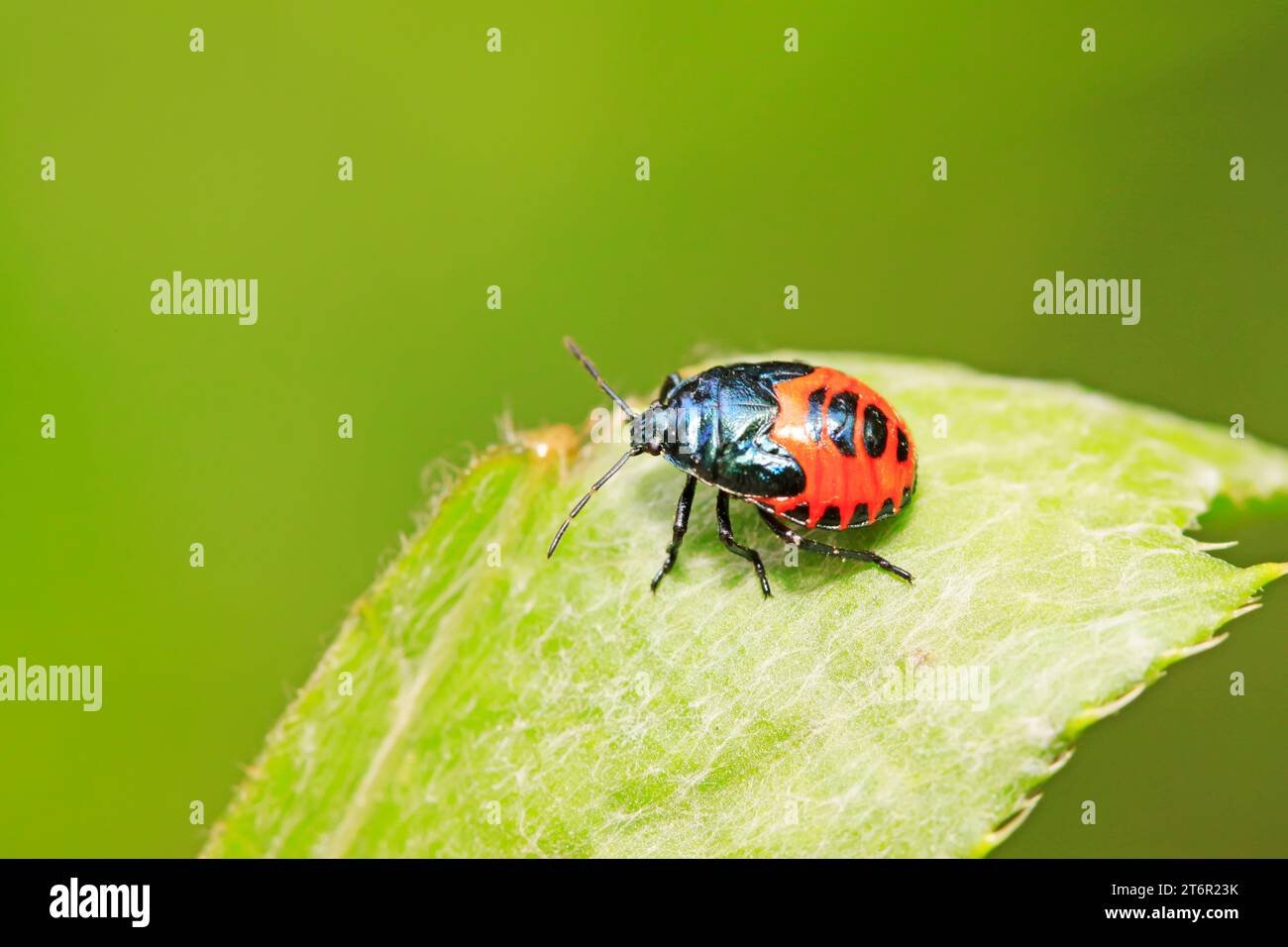 Zicrona caerulea on plant in the wild Stock Photo - Alamy