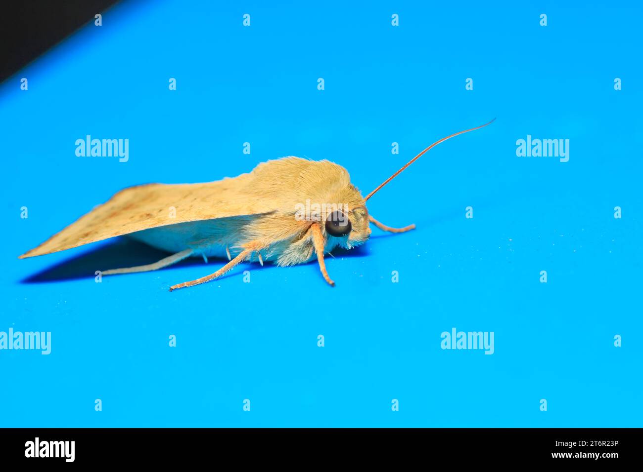 Moth insects on plant in the wild Stock Photo - Alamy