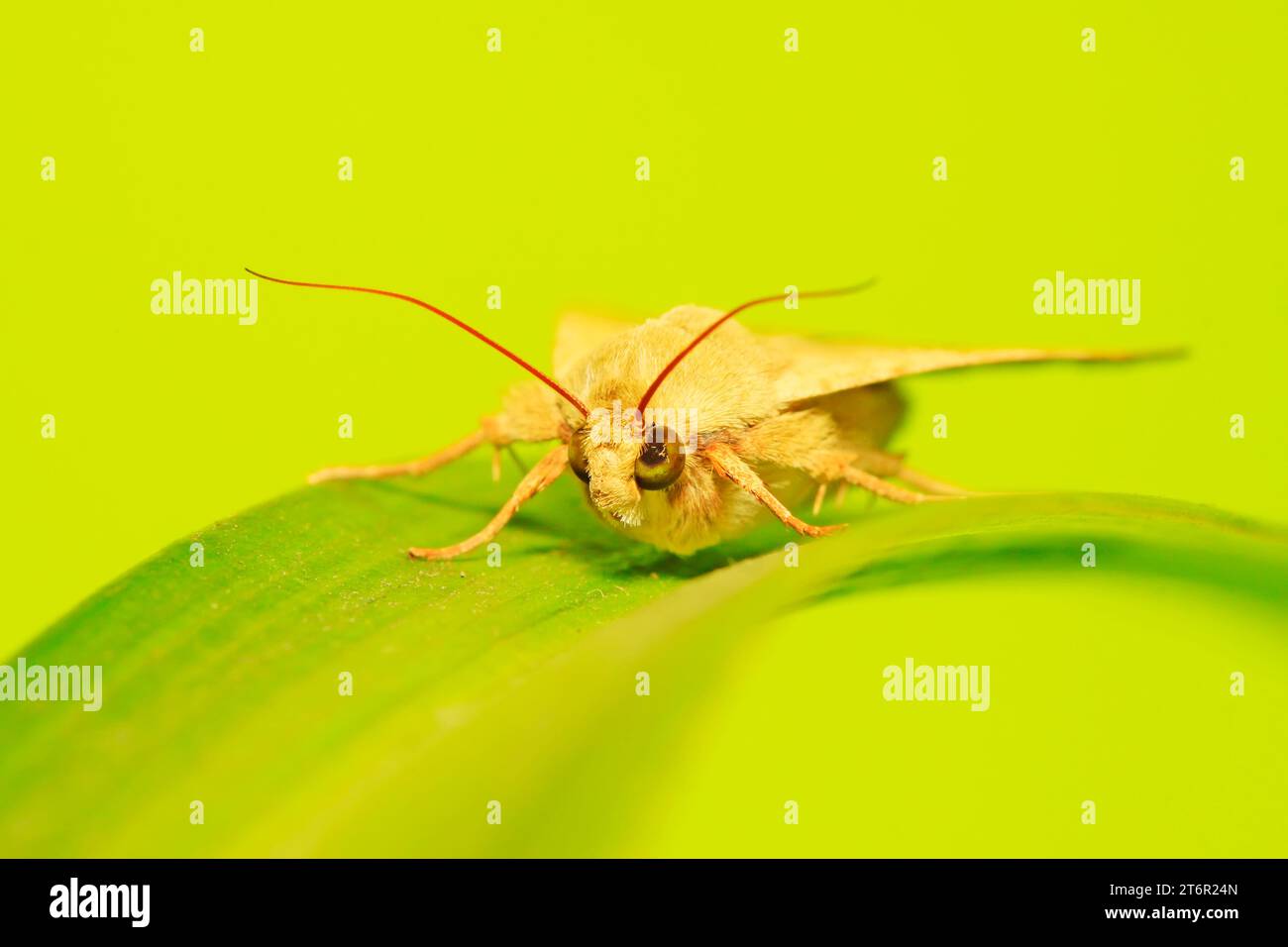 Moth insects on plant in the wild Stock Photo - Alamy