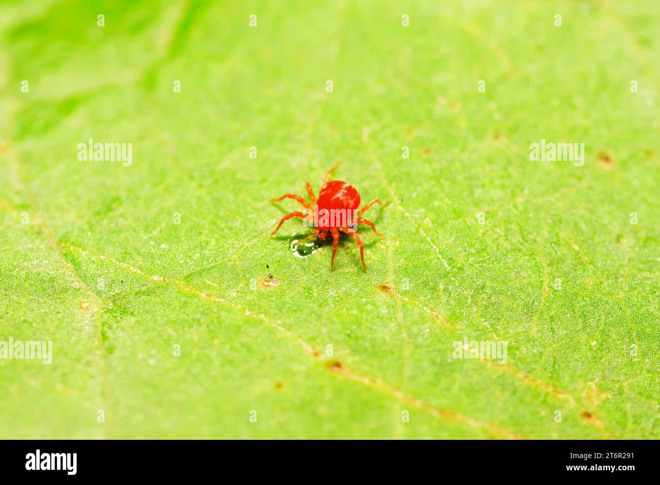 red mite on plant in the wild Stock Photo - Alamy