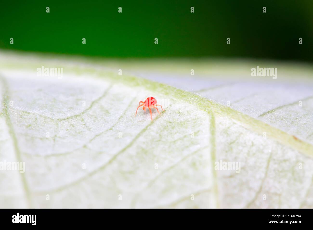 Pollen mites hi-res stock photography and images - Alamy