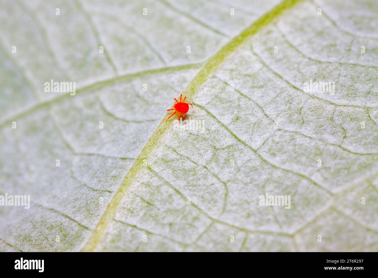Pollen mites hi-res stock photography and images - Alamy
