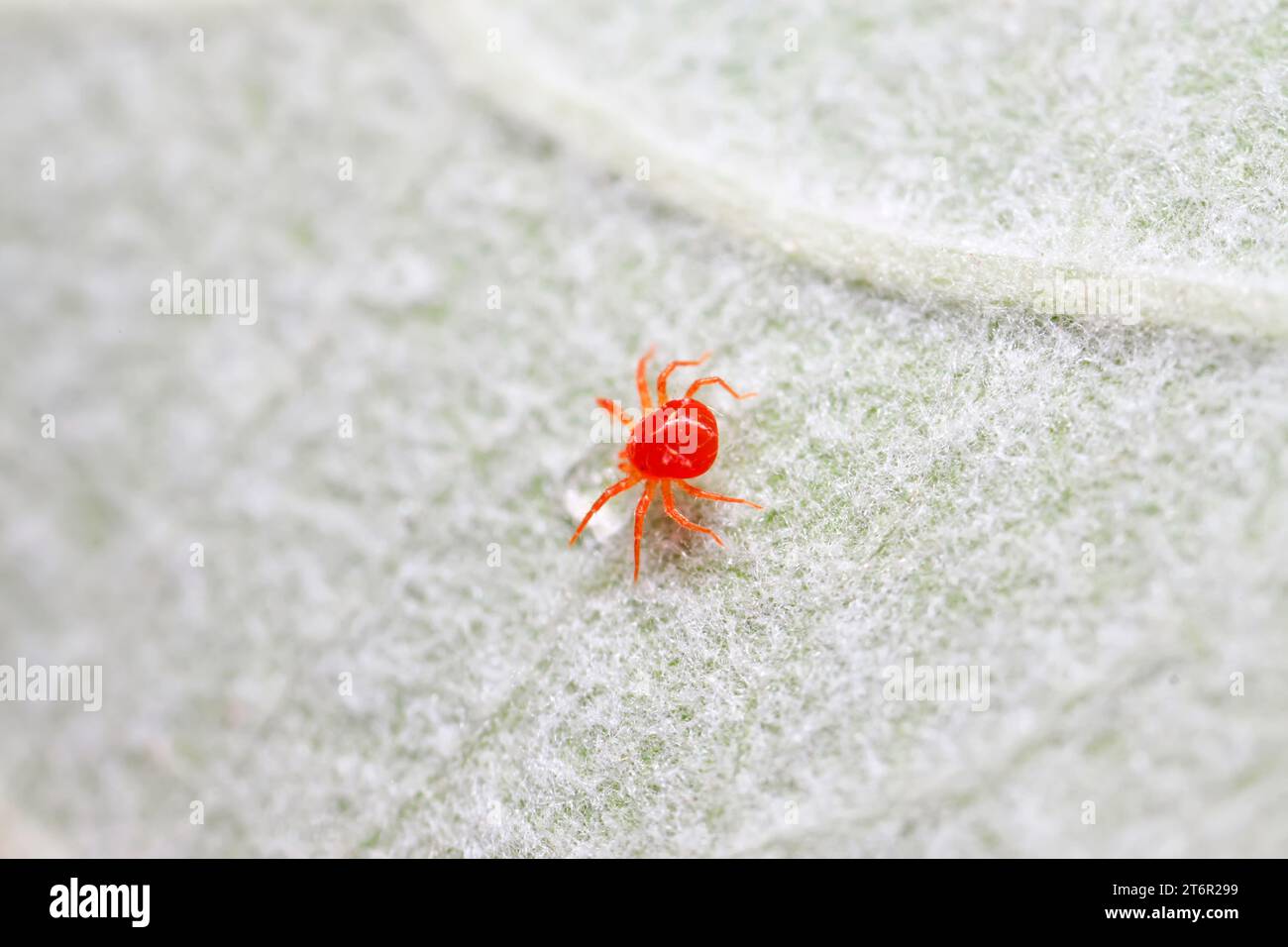 red mite on plant in the wild Stock Photo - Alamy