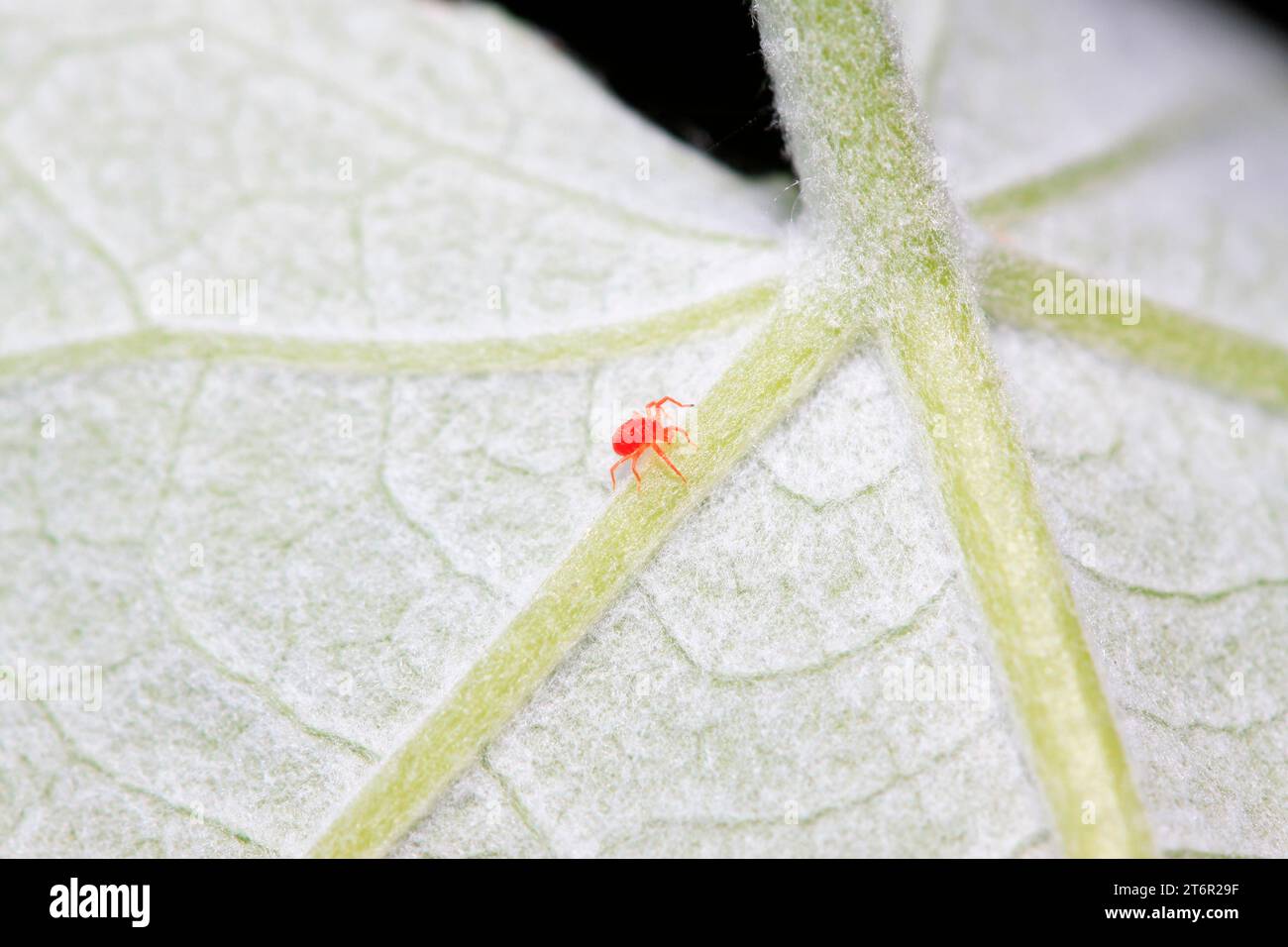 Pollen mites hi-res stock photography and images - Alamy