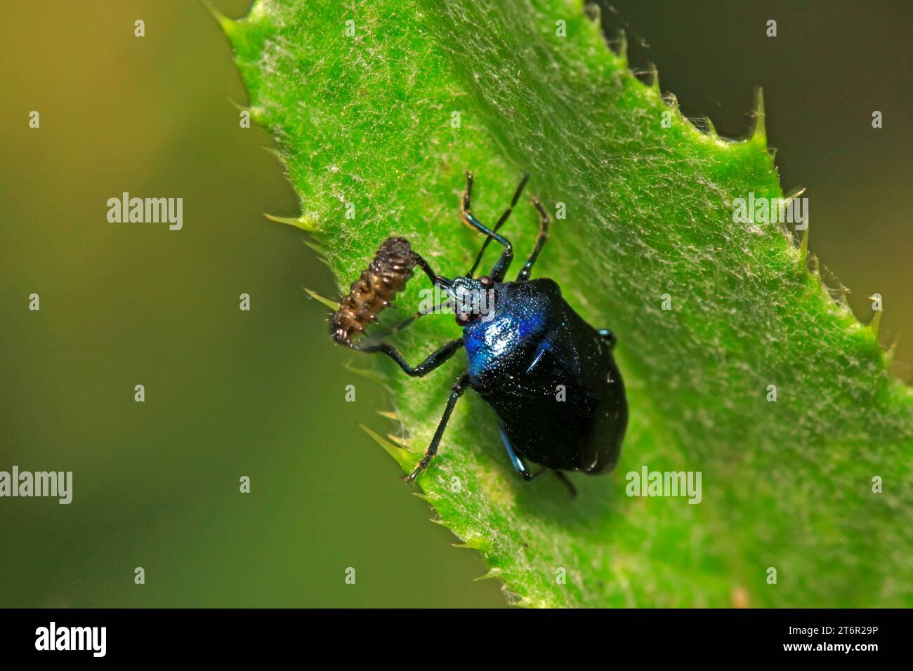 Blue bugs preying on small insects Stock Photo - Alamy