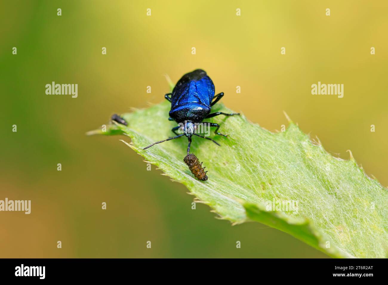 Ferocious insects hi-res stock photography and images - Alamy