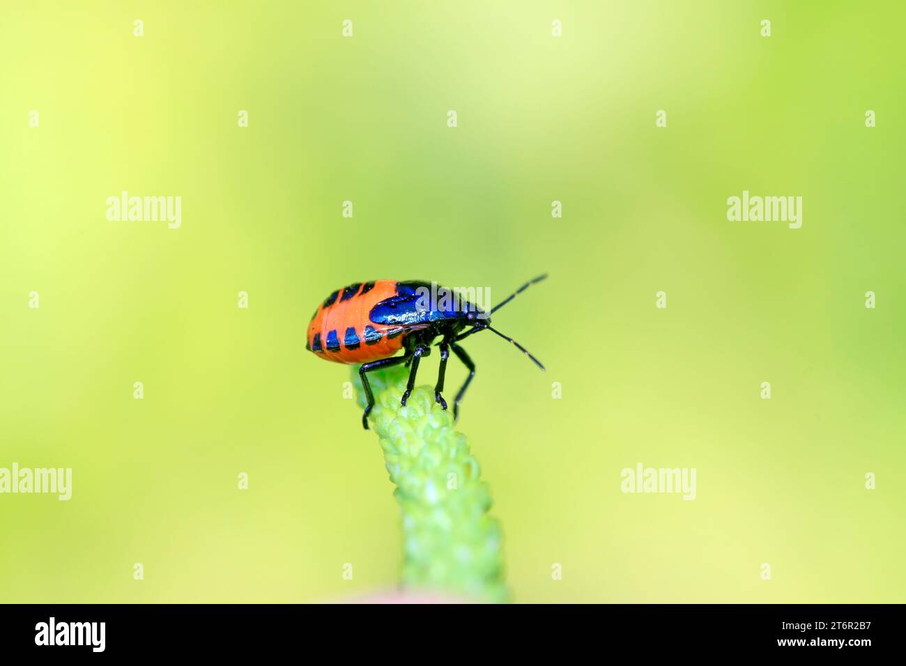 Red and blue bugs hi-res stock photography and images - Alamy