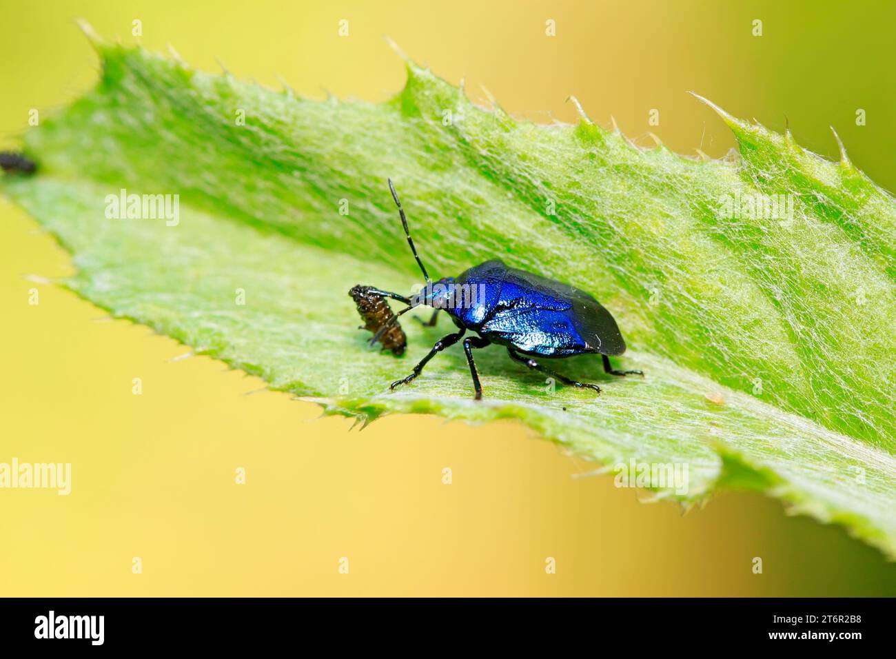 Blue bugs preying on small insects Stock Photo - Alamy