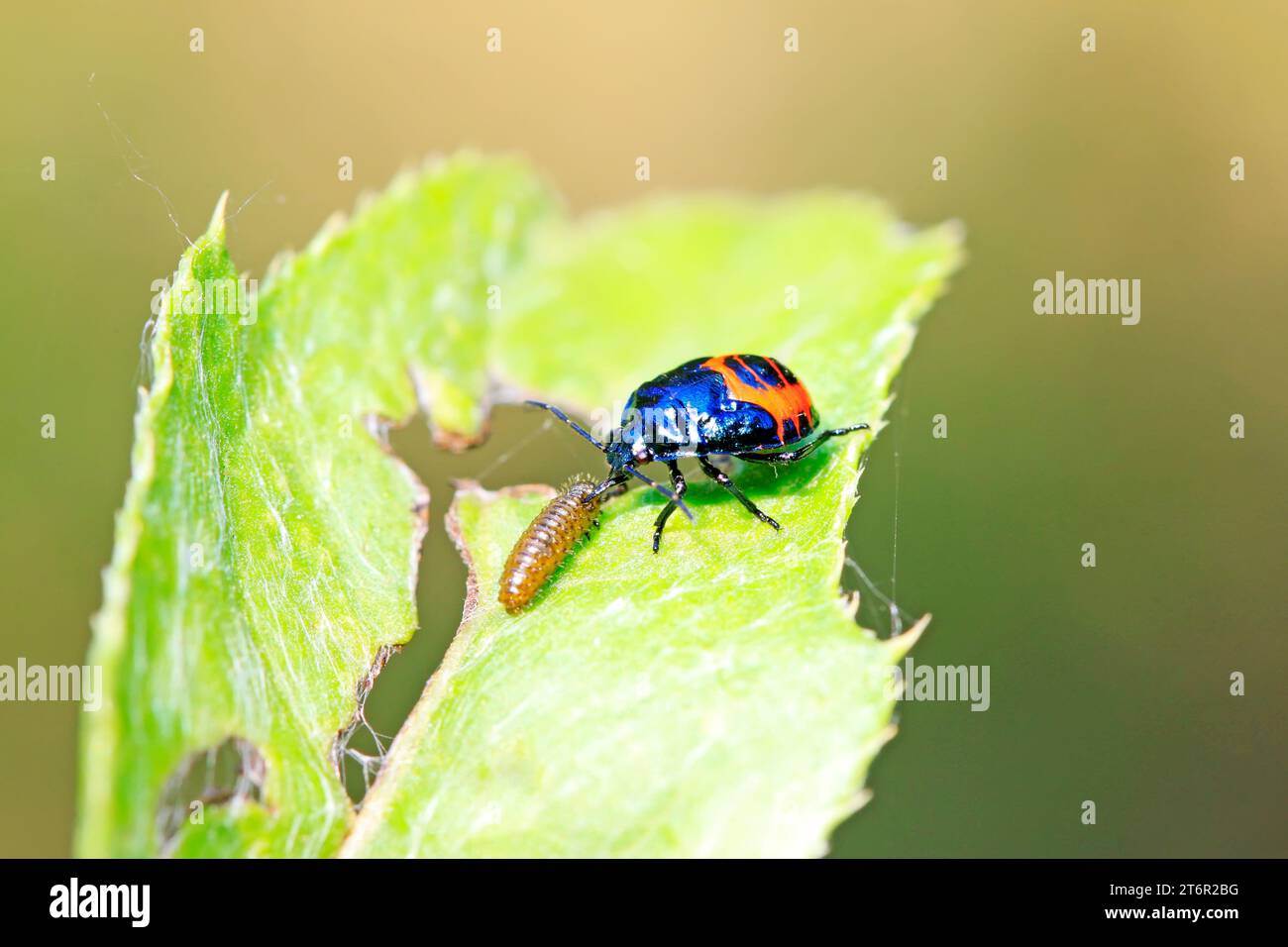 Blue bugs preying on small insects Stock Photo - Alamy
