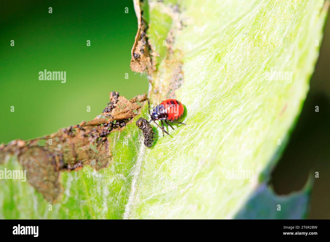 Blue bugs preying on small insects Stock Photo - Alamy