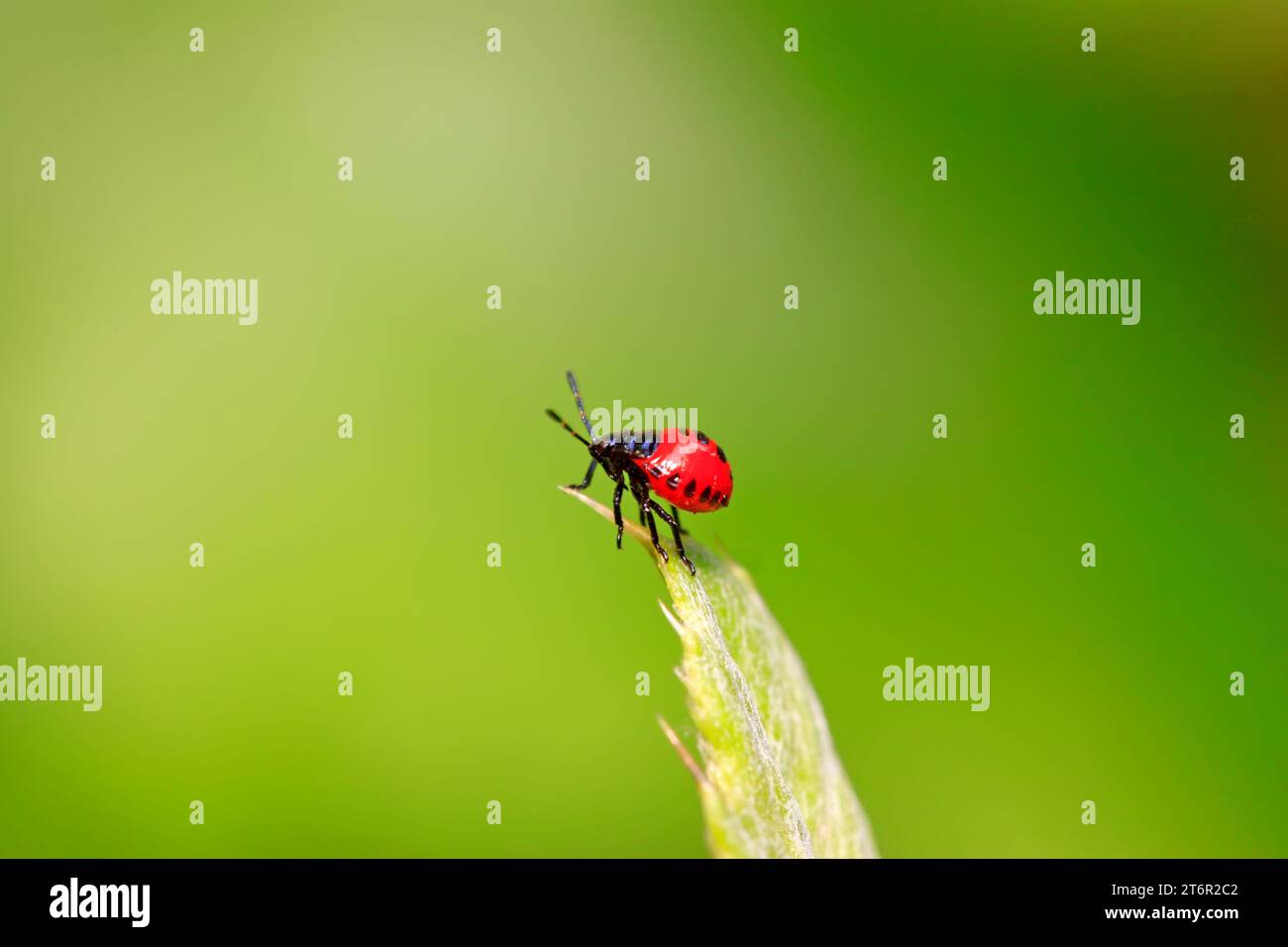 Red and blue bugs hi-res stock photography and images - Alamy