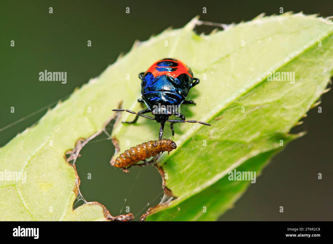 Blue bugs preying on small insects Stock Photo - Alamy