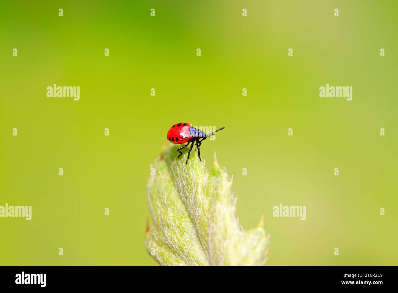 Red and blue bugs hi-res stock photography and images - Alamy