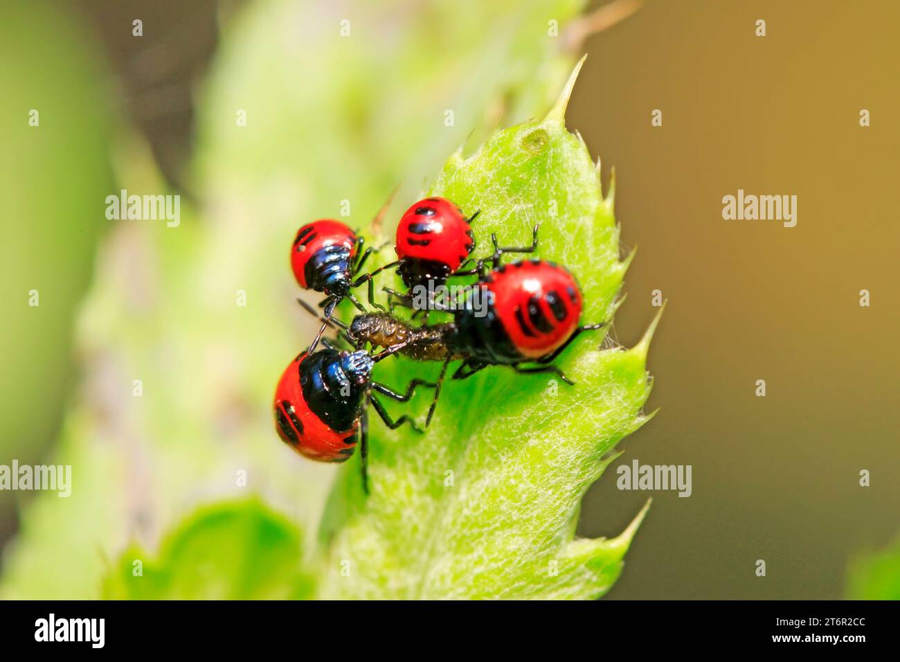 Blue bugs preying on small insects Stock Photo - Alamy