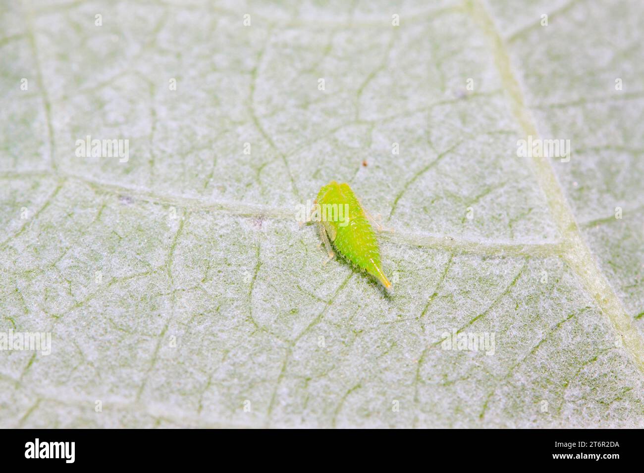 green leafhopper on plant in the wild Stock Photo - Alamy