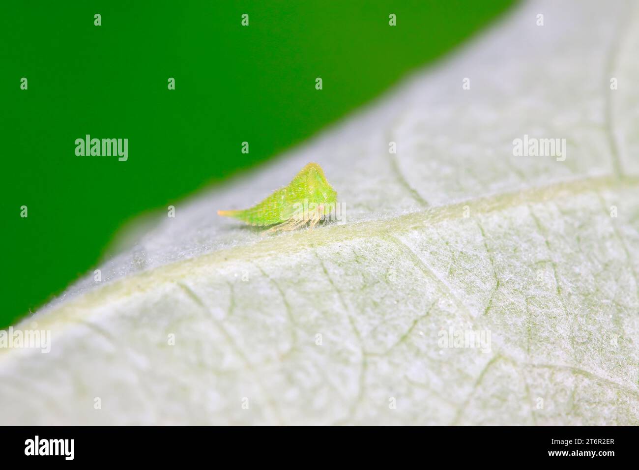 green leafhopper on plant in the wild Stock Photo - Alamy