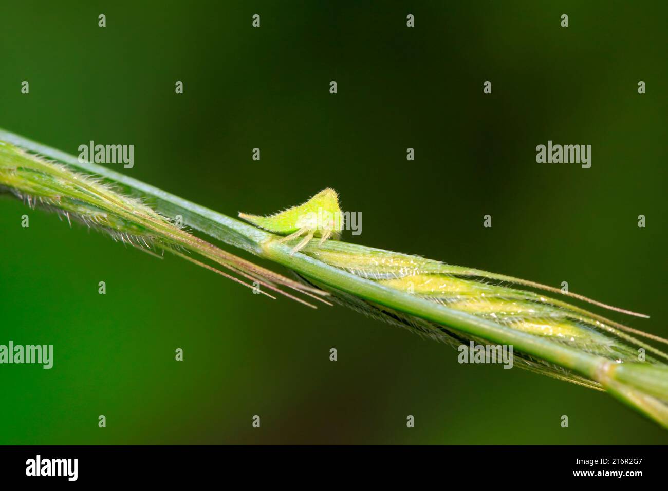 green leafhopper on plant in the wild Stock Photo - Alamy